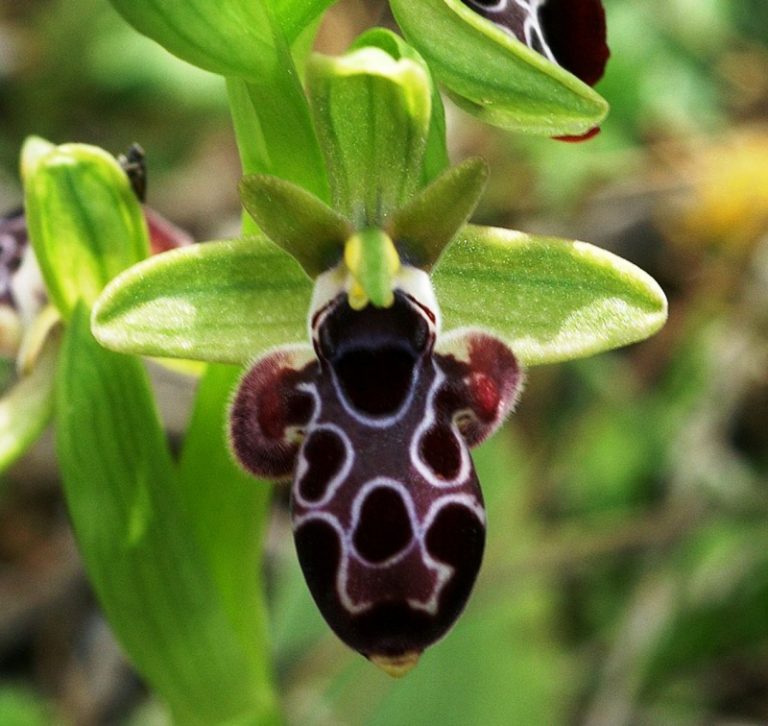 Conheça As 10 Flores Mais Estranhas Do Mundo - Admirável Curioso